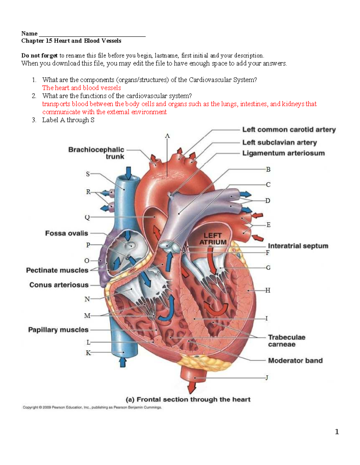 Chapter 15: Heart and Blood Vessels Overview and Functions - Studocu