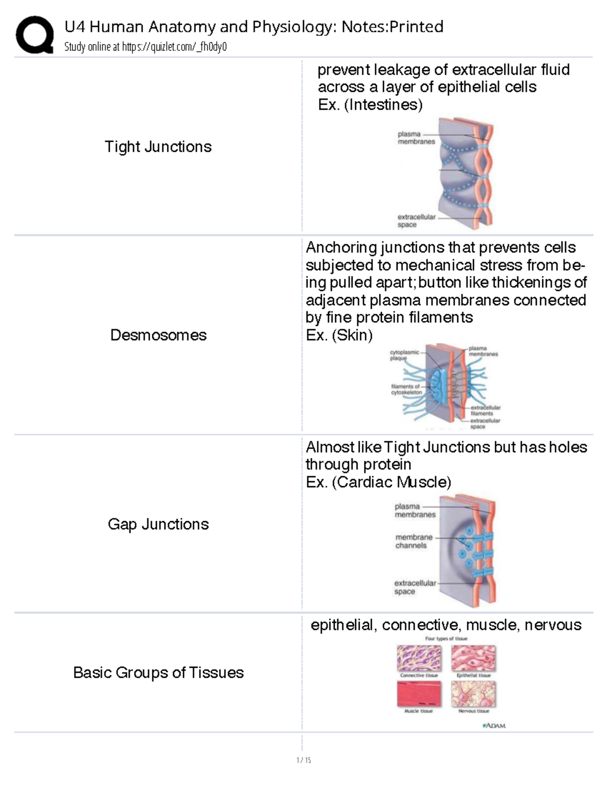 U4 Human Anatomy And Physiology Comprehensive Study Notes On Tissues