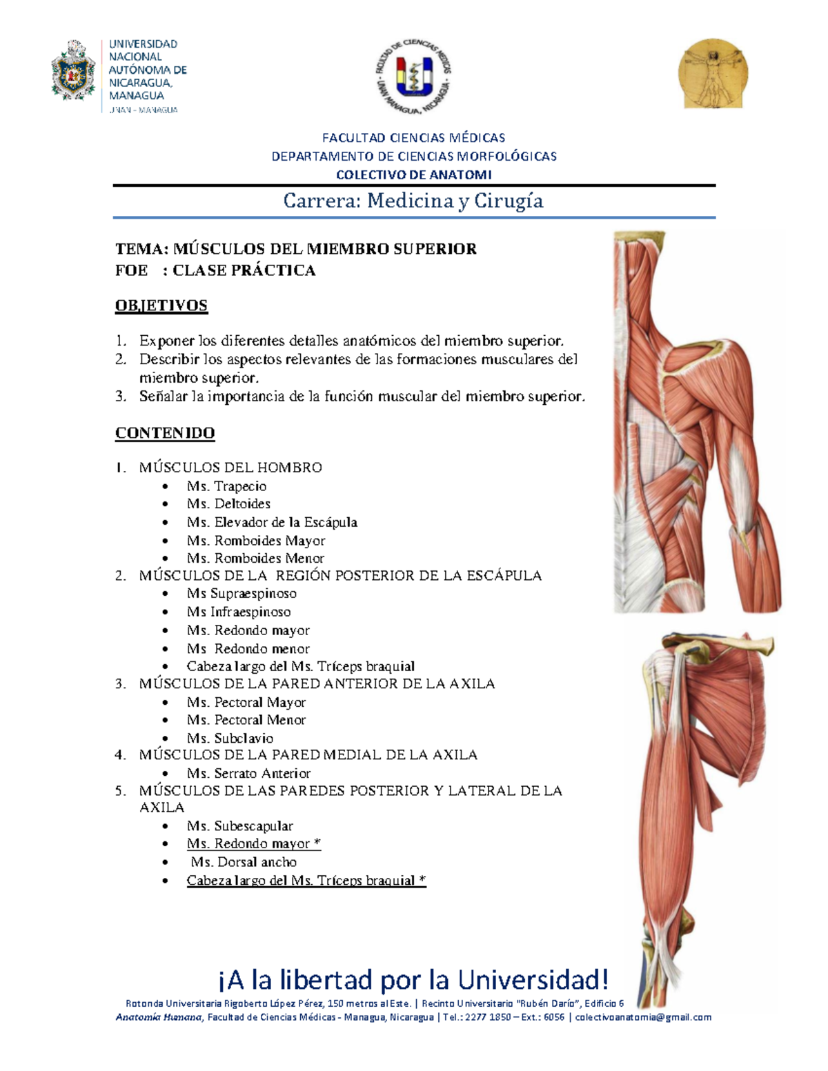 Anatomía Del Miembro Superior