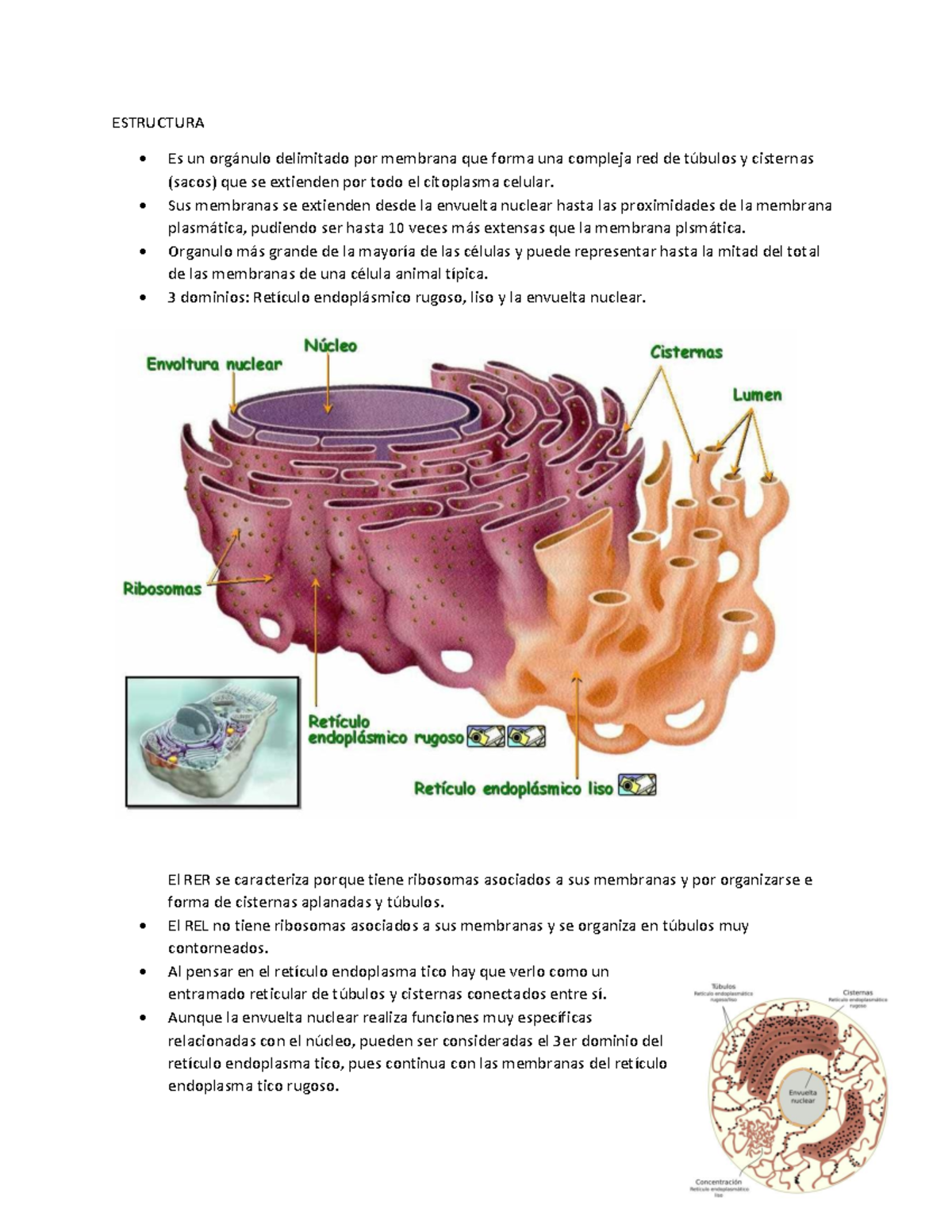 Expo reticulo endoplasmatico 240829 153343 - ESTRUCTURA Es un orgánulo ...