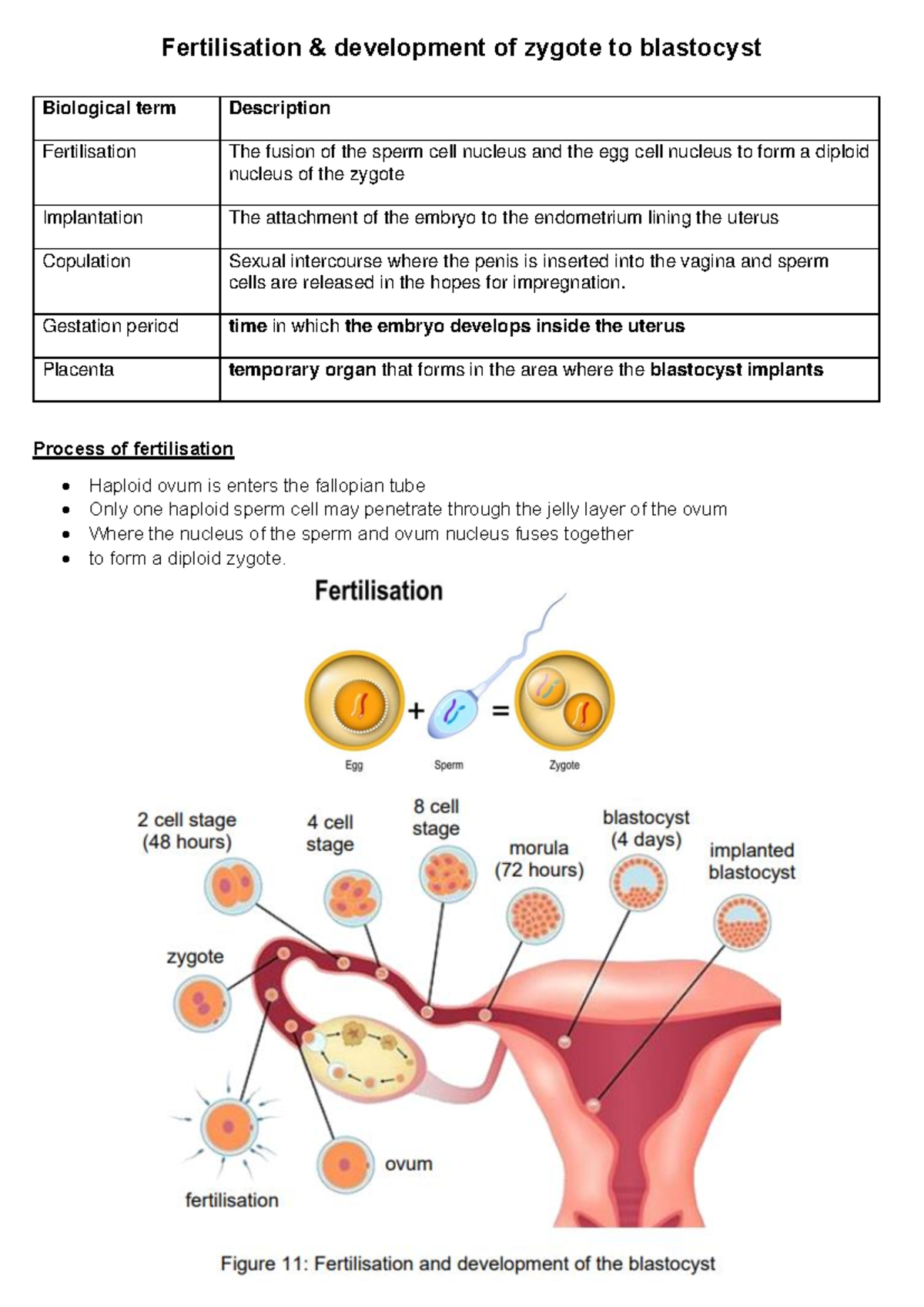 LFS 4 - Fertilization & Development Notes for Biology Students - Studocu