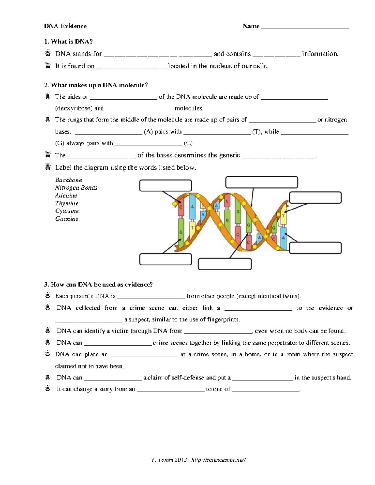 DNA Basics Worksheet: Understanding Forensic Evidence - Studocu