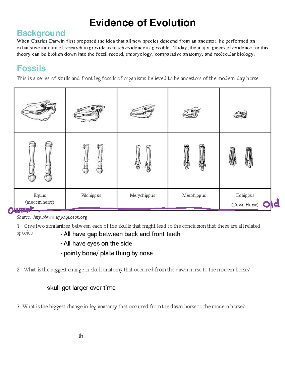 Ainslee 9479956 - Evidence of Evolution Activity Notes - Studocu