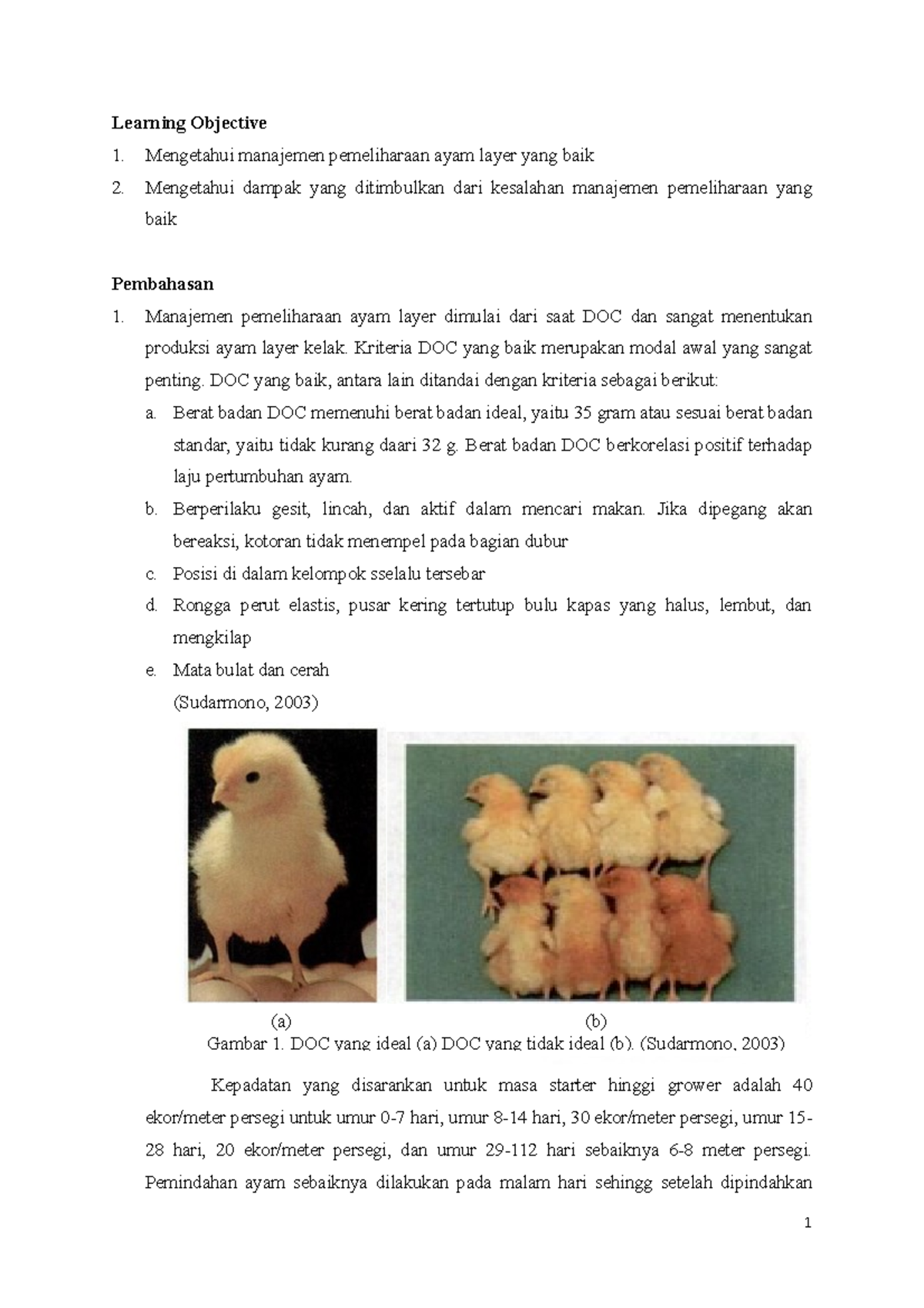 Manajemen Pemeliharaan Ayam Layer: Panduan Sukses & Nutrisi yang Baik ...