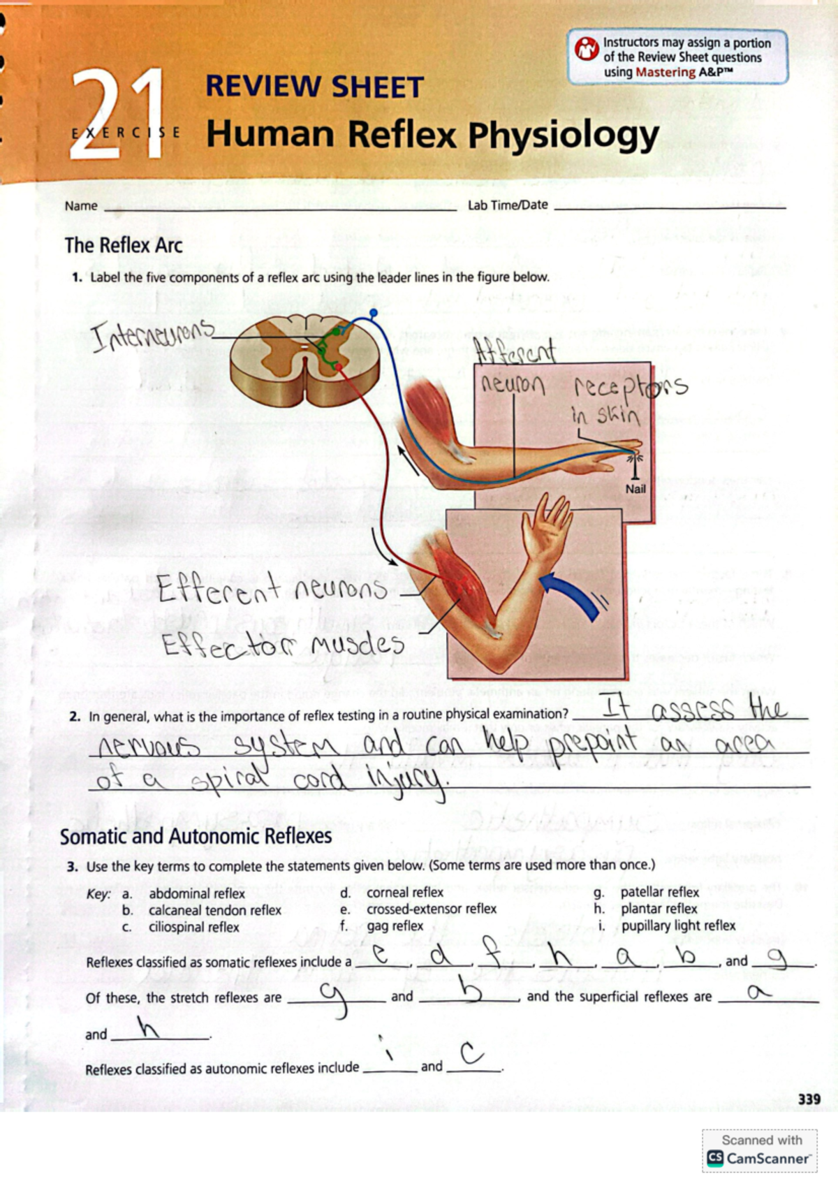 Human Reflex Physiology Lab Review Sheet (Exercise 21) - Studocu