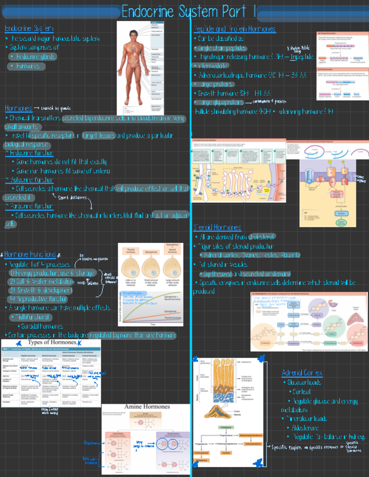Endocrine System - Lecture notes - Endocrine System Part 1Endocrine ...