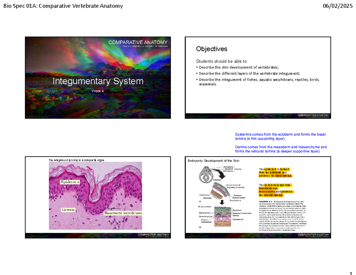 Bio Spec 01A: Comparative Vertebrate Anatomy - Integumentary System ...
