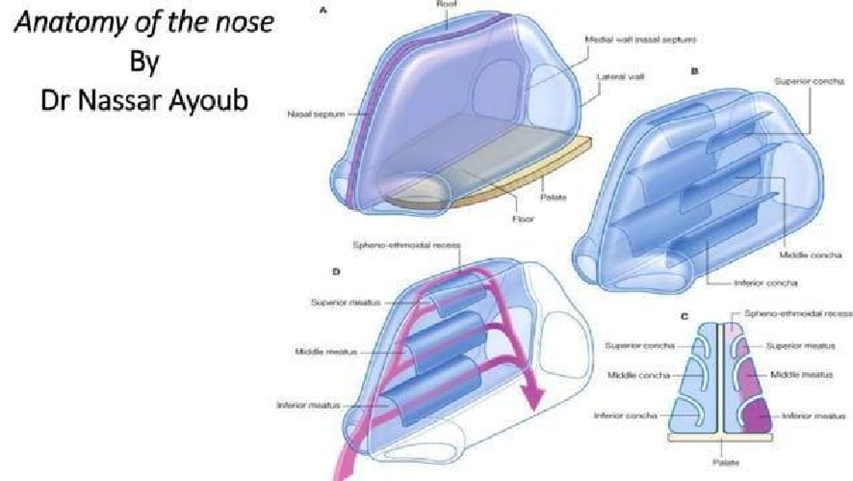 Anatomy of the Nose: Medial & Lateral Walls (Course Code: B) - Studocu