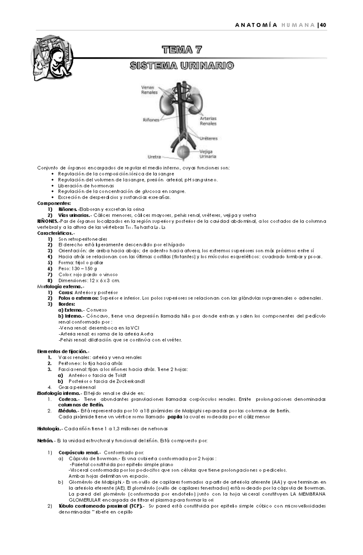 Urinario - knjl - A N A T O M Í A H U M A N A | 40 Conjunto de órganos ...