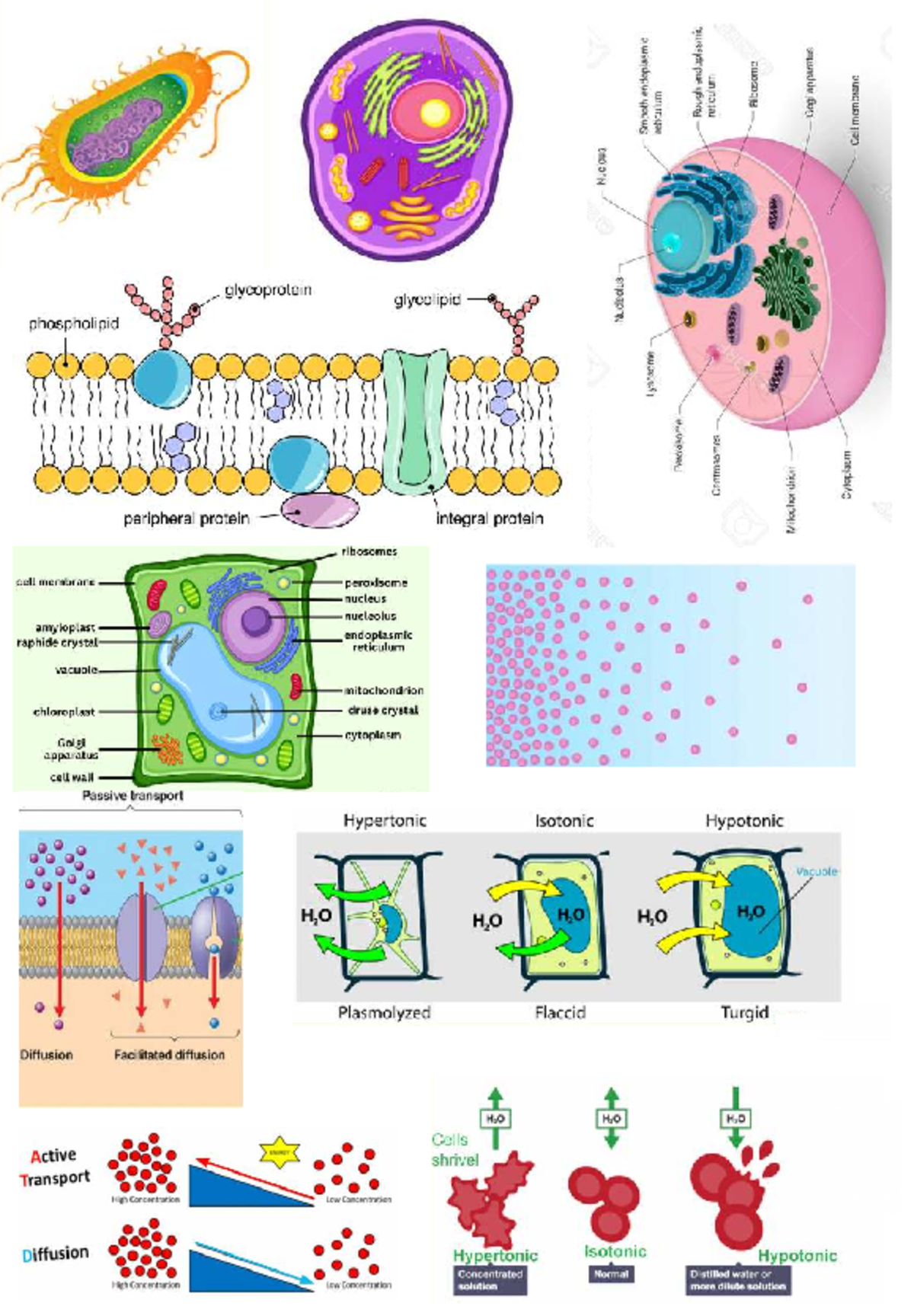 Bio 101: Cell Structure & Transport Notes with Visuals - Studocu
