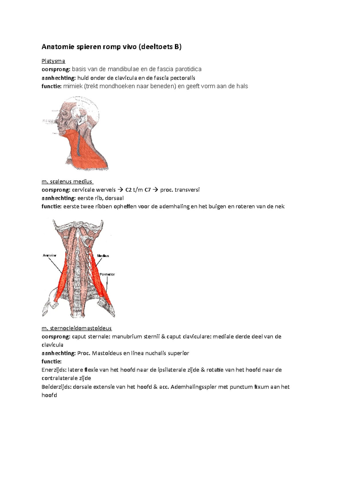 Dissectie been deeltentamen 2: anatomie van het femur en tibia ...