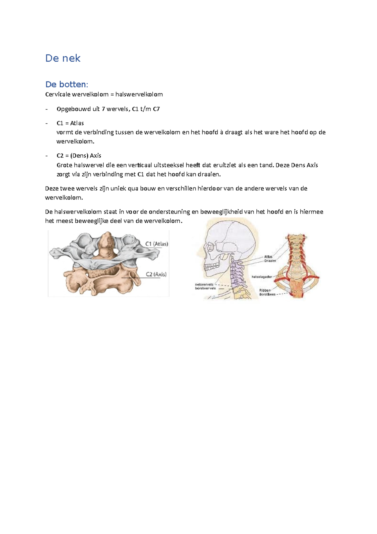 Anatomie van de nek: Botten, Spieren en Bewegingen (Anatomie 101 ...