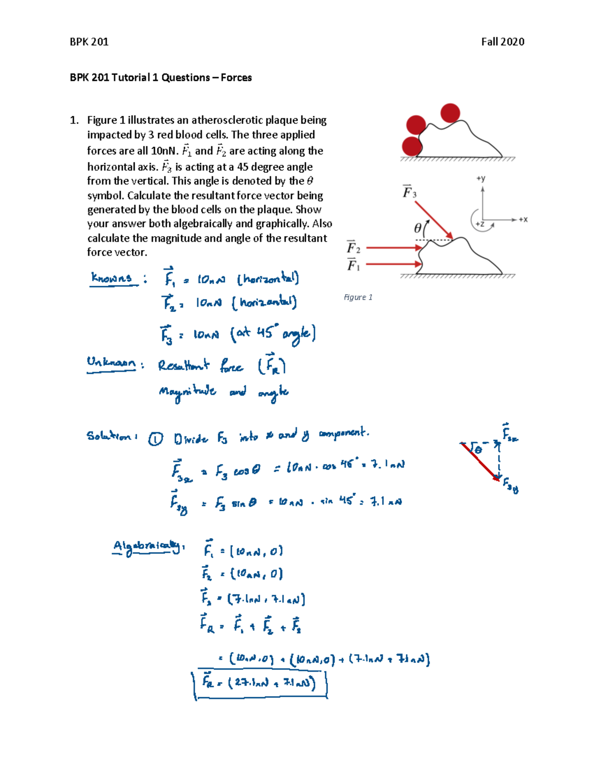 BPK 201 Tutorial 1 Forces Questions and Answer Key - Studocu