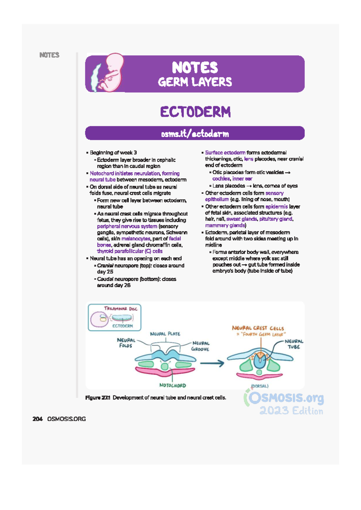 Germ Layers Notes: Ectoderm Development & Diagrams (OSMOSIS) - Studocu