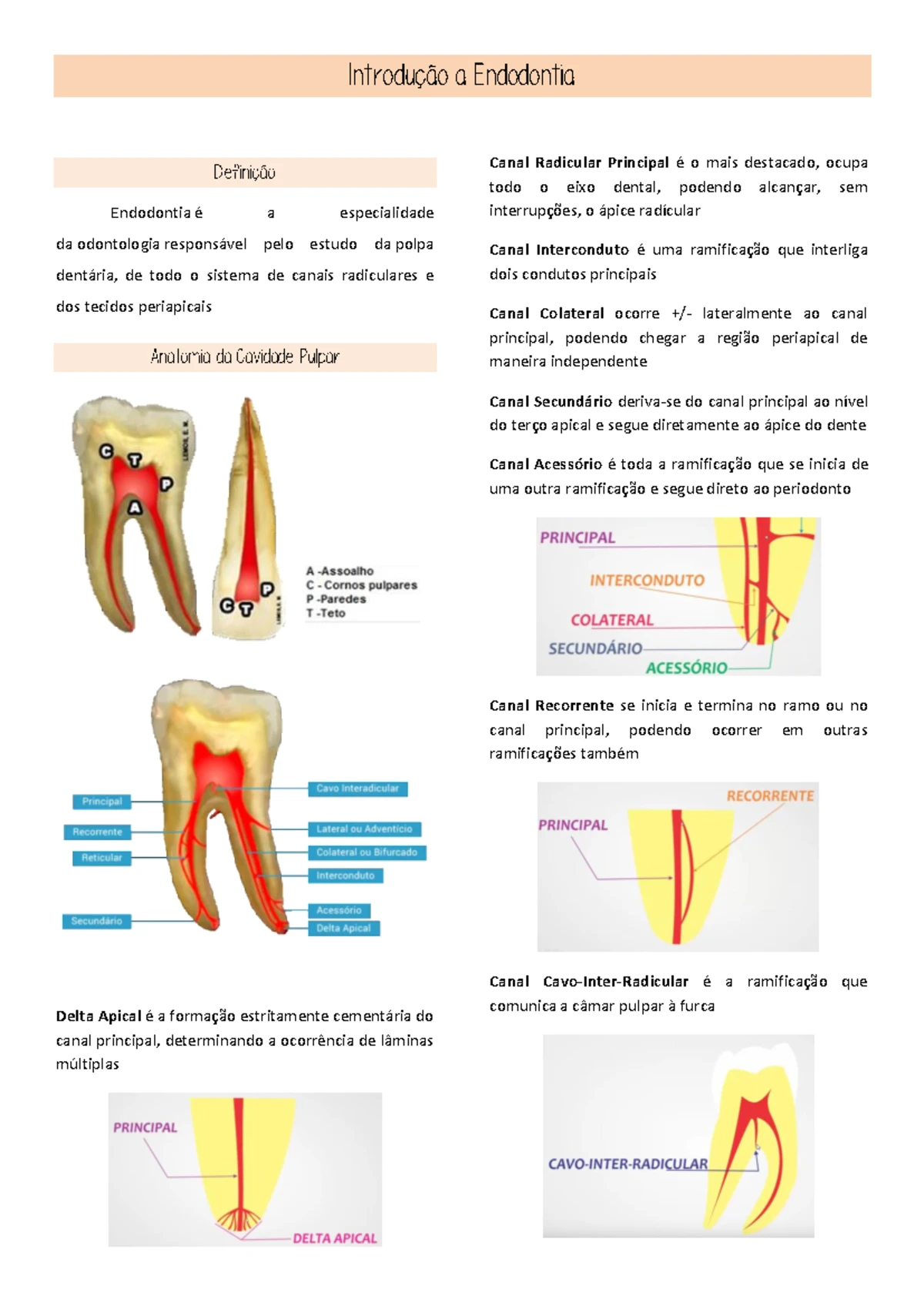 Anatomia do Canal Radicular: Estrutura e Função no Diagnóstico ...