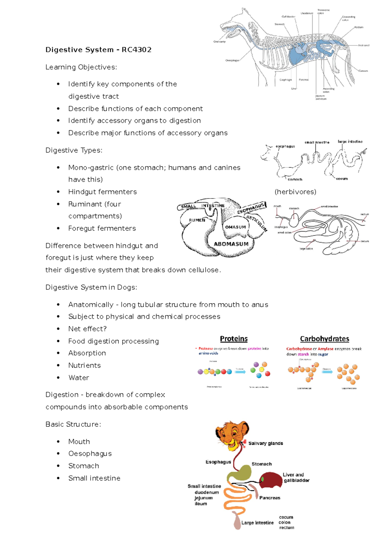 Lesson 15 - Digestive System - Digestive System - RC Learning ...