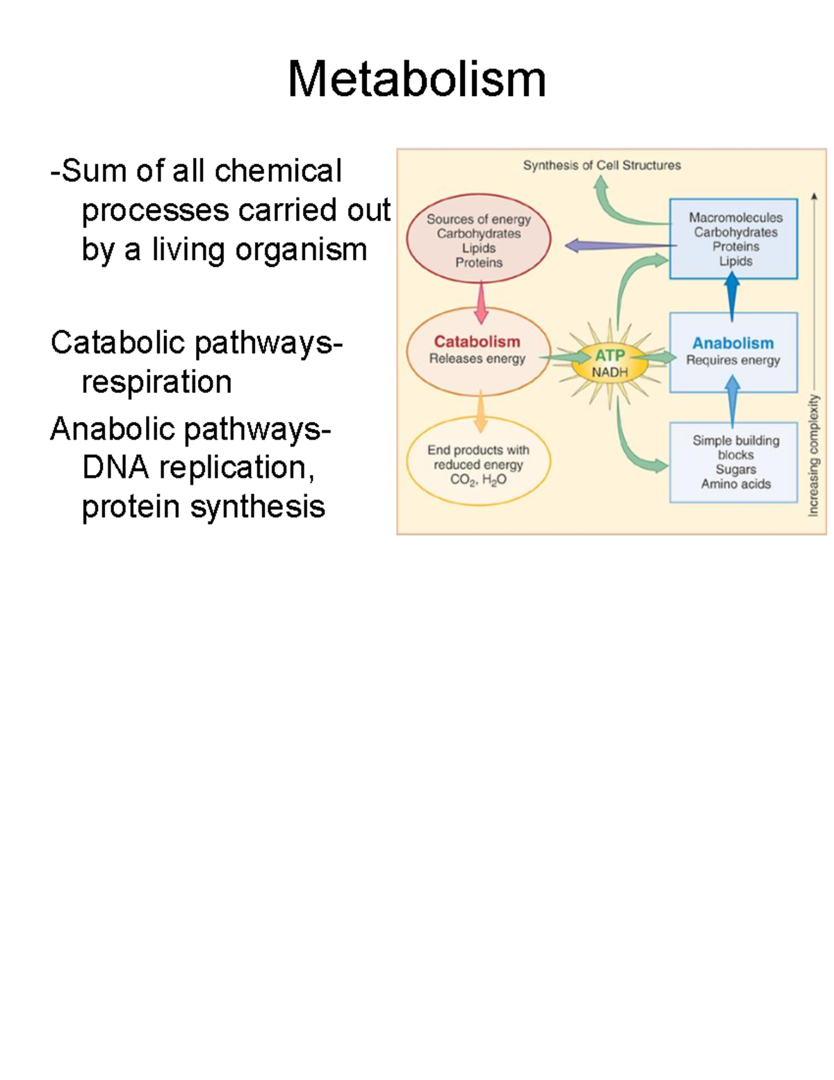 Metabolism and Cellular Respiration Overview (BIO 101) - Studocu