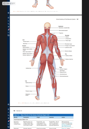 Chapter 11, Fundamentals of the Nervous System and Nervous Tissue ...