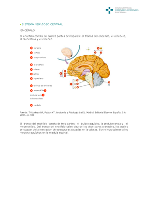 Neuroanatomia - notas neuro - NEUROANATOMIA 30 DE ENERO NEUROGLIA LUNES ...
