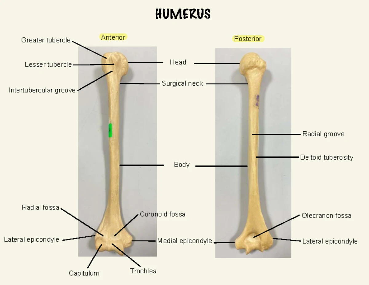 Osre 2 - Labelling of Thoracic and Pelvic Anatomy - Studocu