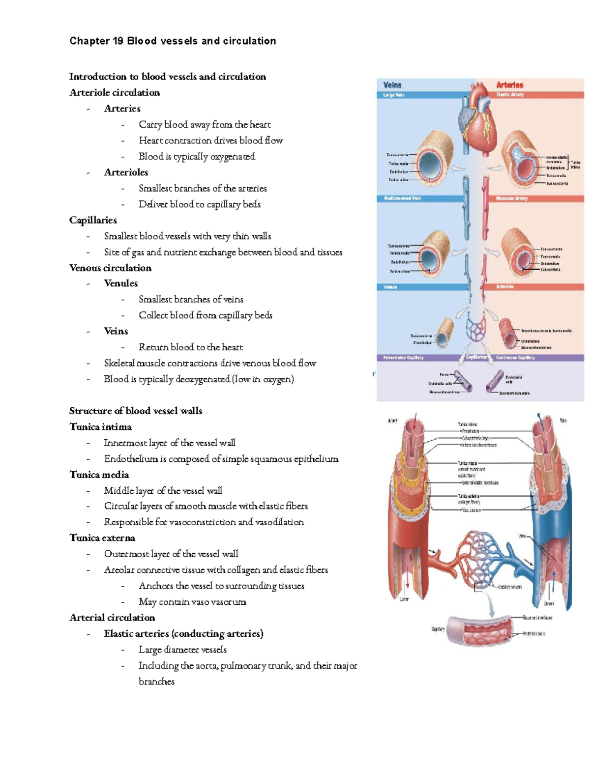 A&P 2 Chapter 19: Blood Vessels and Circulation Overview - Studocu