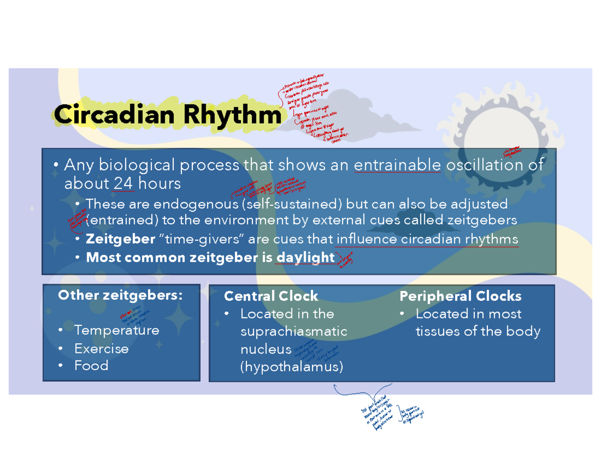 Circadian Rhythm: Understanding Biological Oscillations and Their ...