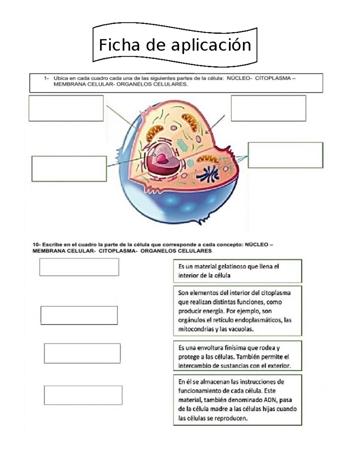 Hoja De Trabajo Sobre La Célula Y Sus Organelos