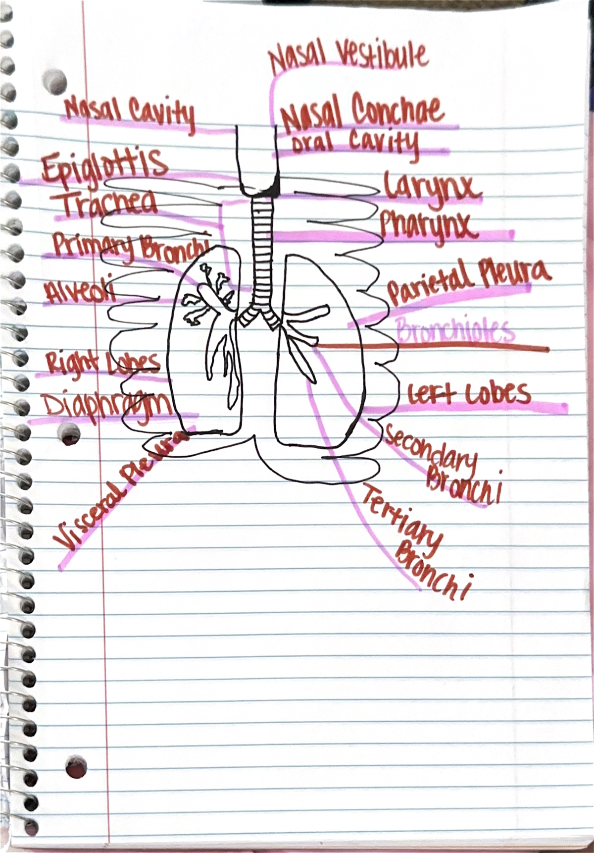 Module 4 drawing - PHA 1500 - Nasal vestibule Nasal Cavity Nasal ...