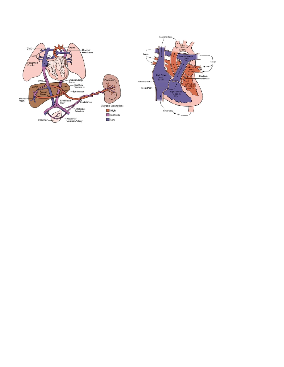 Cardiology Case Study: Congenital Heart Defects & Management (N/A ...