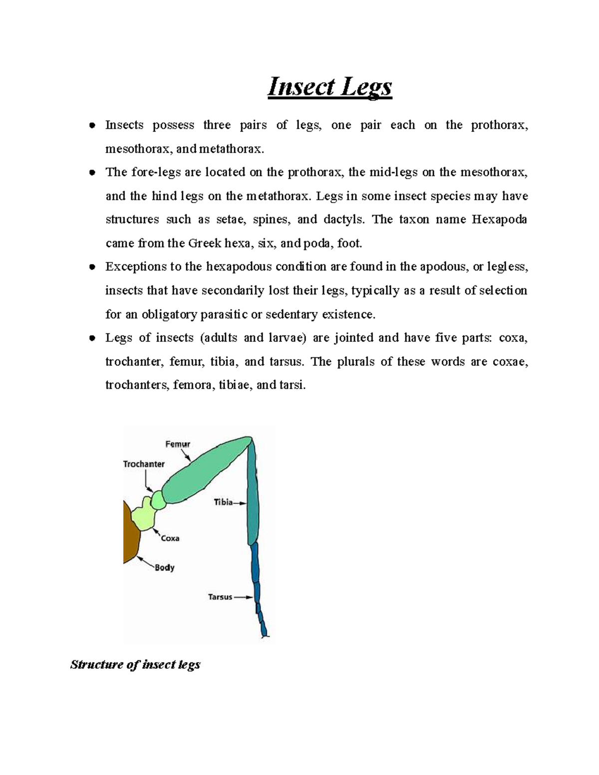 Insect Legs: Structure, Modifications, and Functions Overview - Studocu
