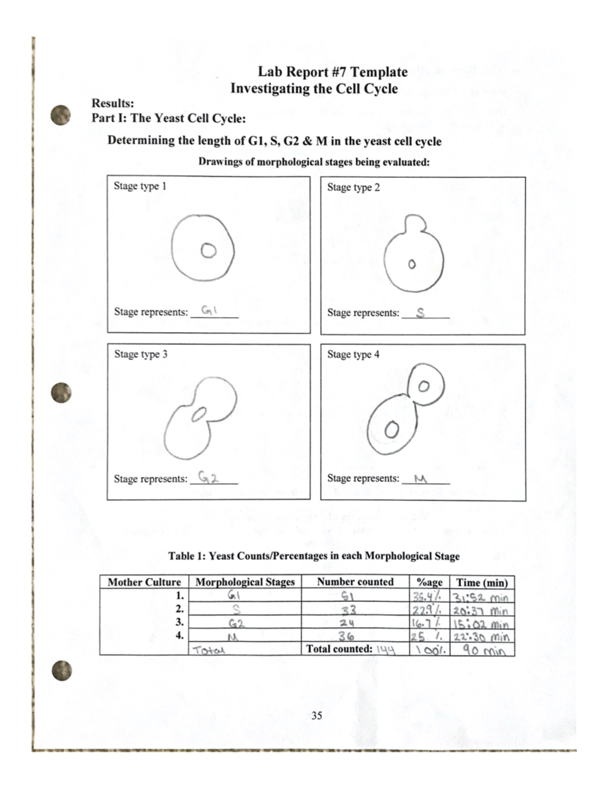 Lab 7 Results: Cell Cycle Investigation and Mitosis Observations - Studocu