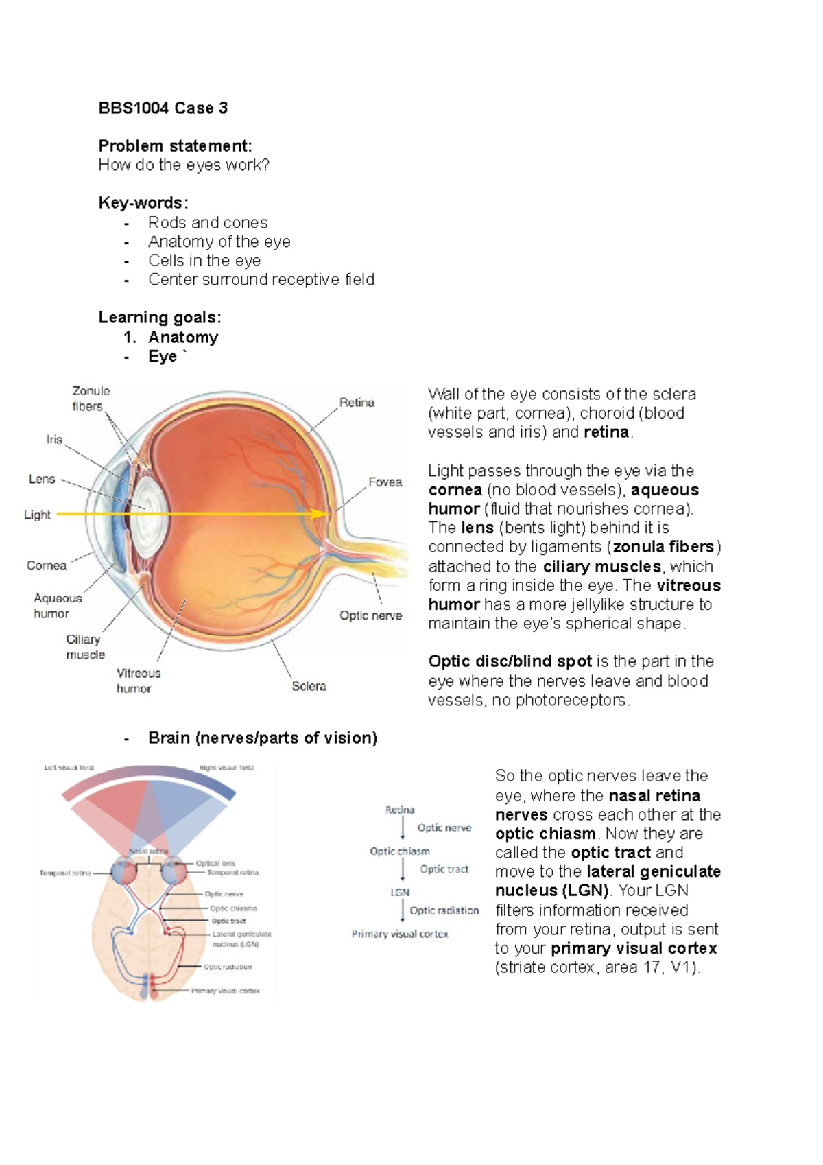 BBS1004 Case Study 3: Anatomy and Function of the Eye - Studeersnel