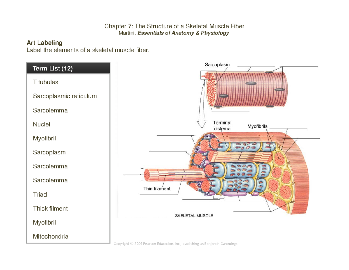 7 The Structure of a Skeletal Muscle Fiber - Anatomy - , publishing as ...