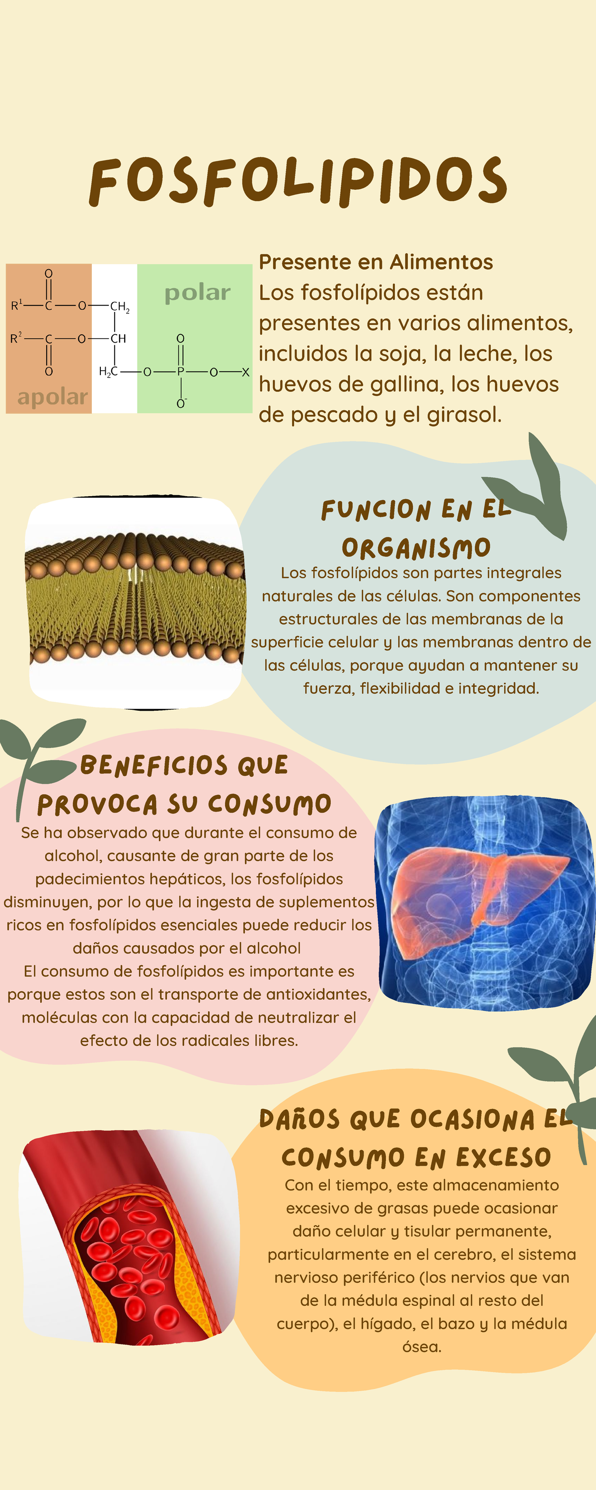 Infografia fosfolipidos - Fosfolipidos Presente en Alimentos Los ...