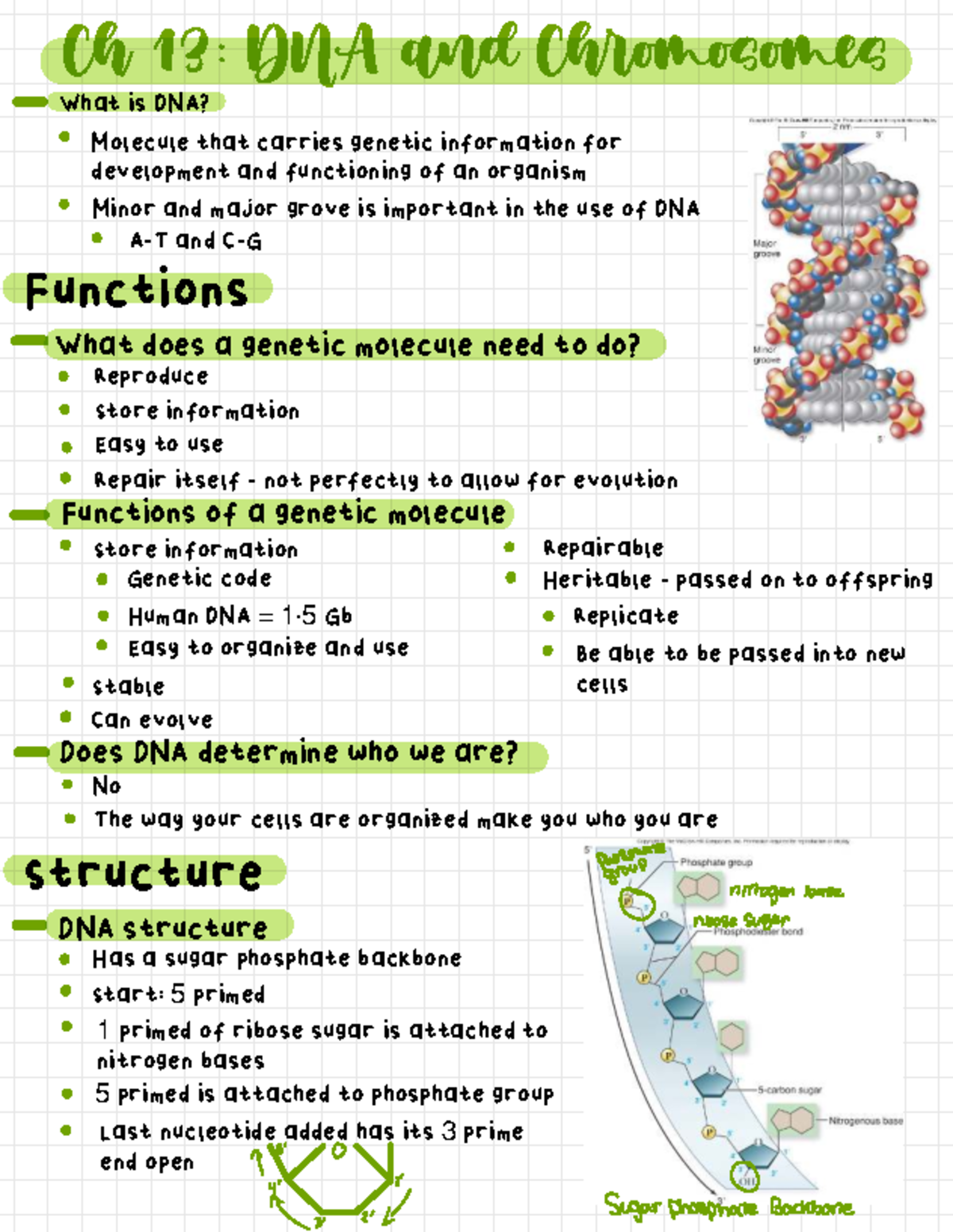 Ch 13: DNA and Chromosomes - Understanding Genetic Information and ...
