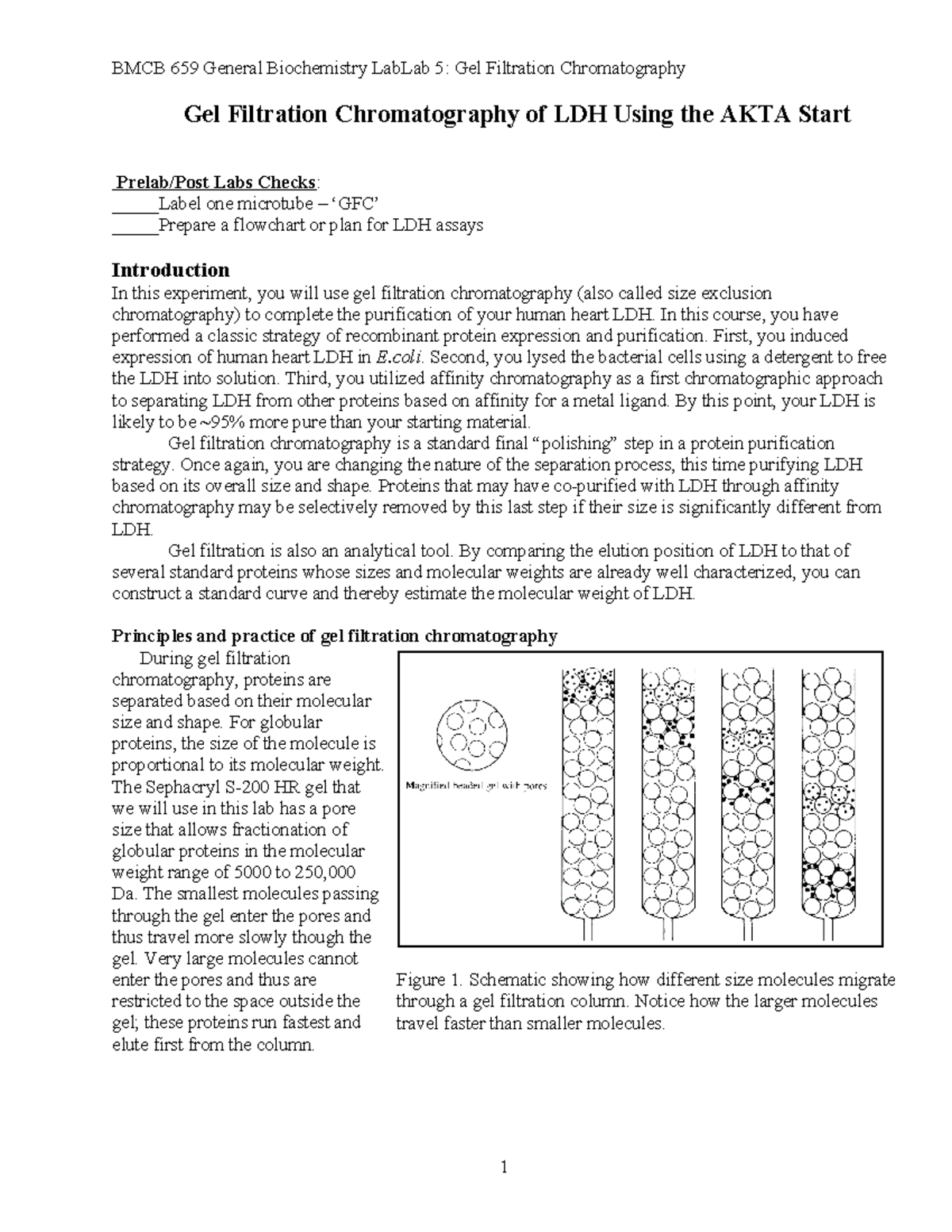 BMCB 659 Lab 5: Gel Filtration Chromatography Protocol for LDH - Studocu