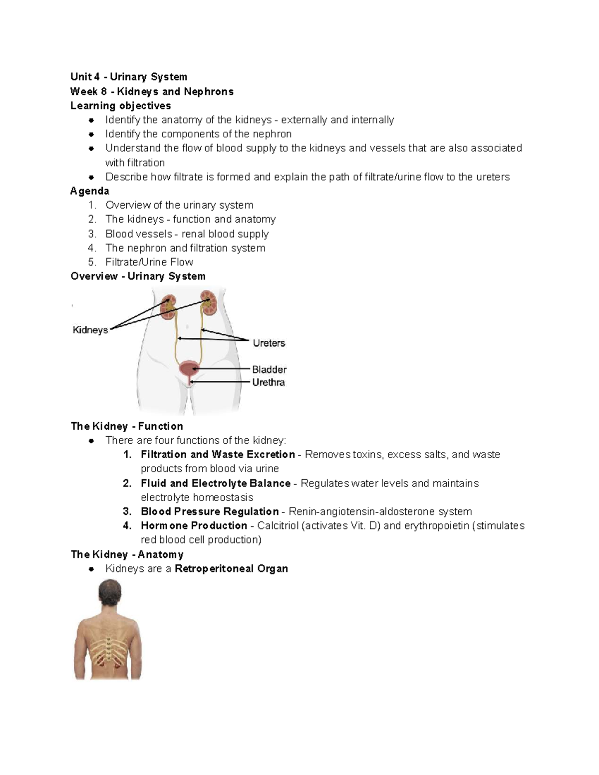 HS3300 Unit 4: Urinary System - Kidneys, Nephrons & Micturition Overview - Studocu