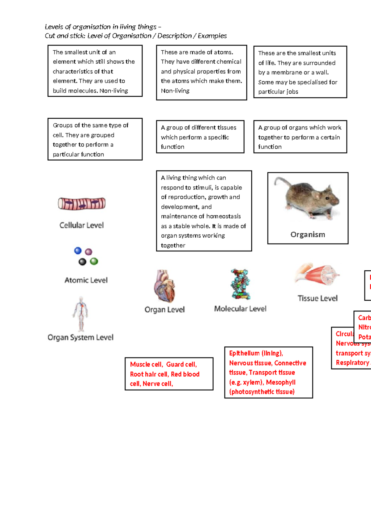 Levels of Organisation in Living Things: A Comprehensive Overview - Studocu