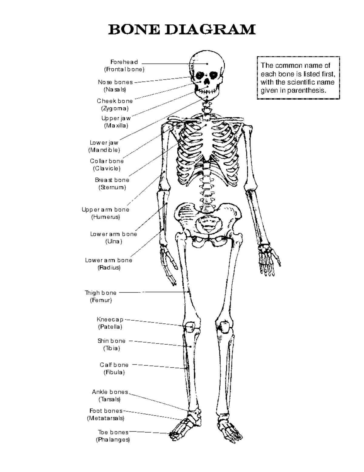 Bone Diagram - BONE - Bone Diagram Forehead (Frontal bone) Nose bones ...