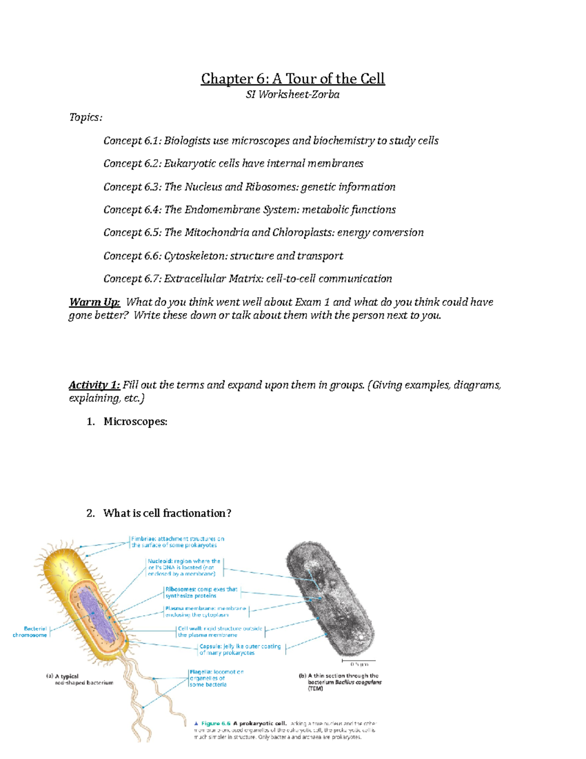 Chapter 6: A Comprehensive Guide to Cell Structure and Function - Studocu