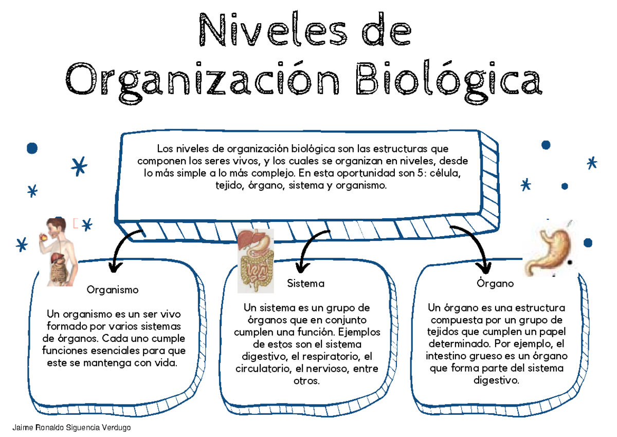 Niveles De Organizacin Biologica
