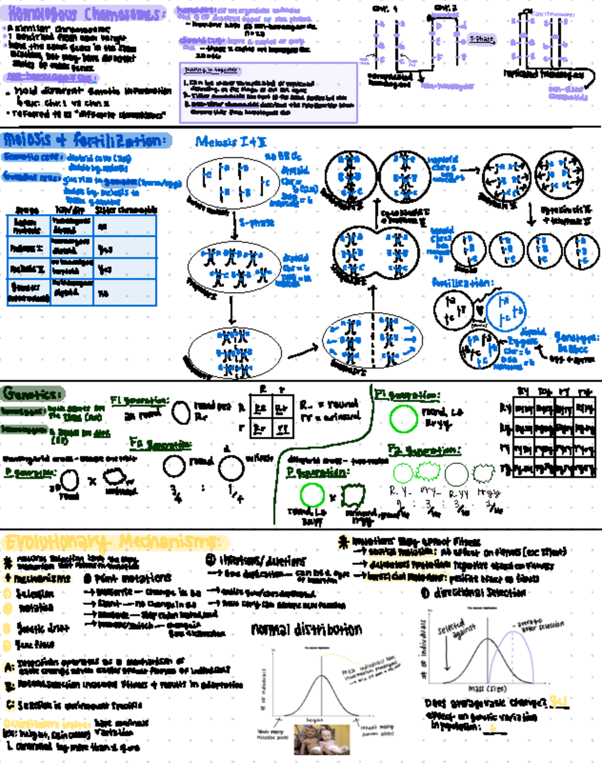 Biology Exam 3 Study Guide: Chromosomes & Genetics Insights - Studocu