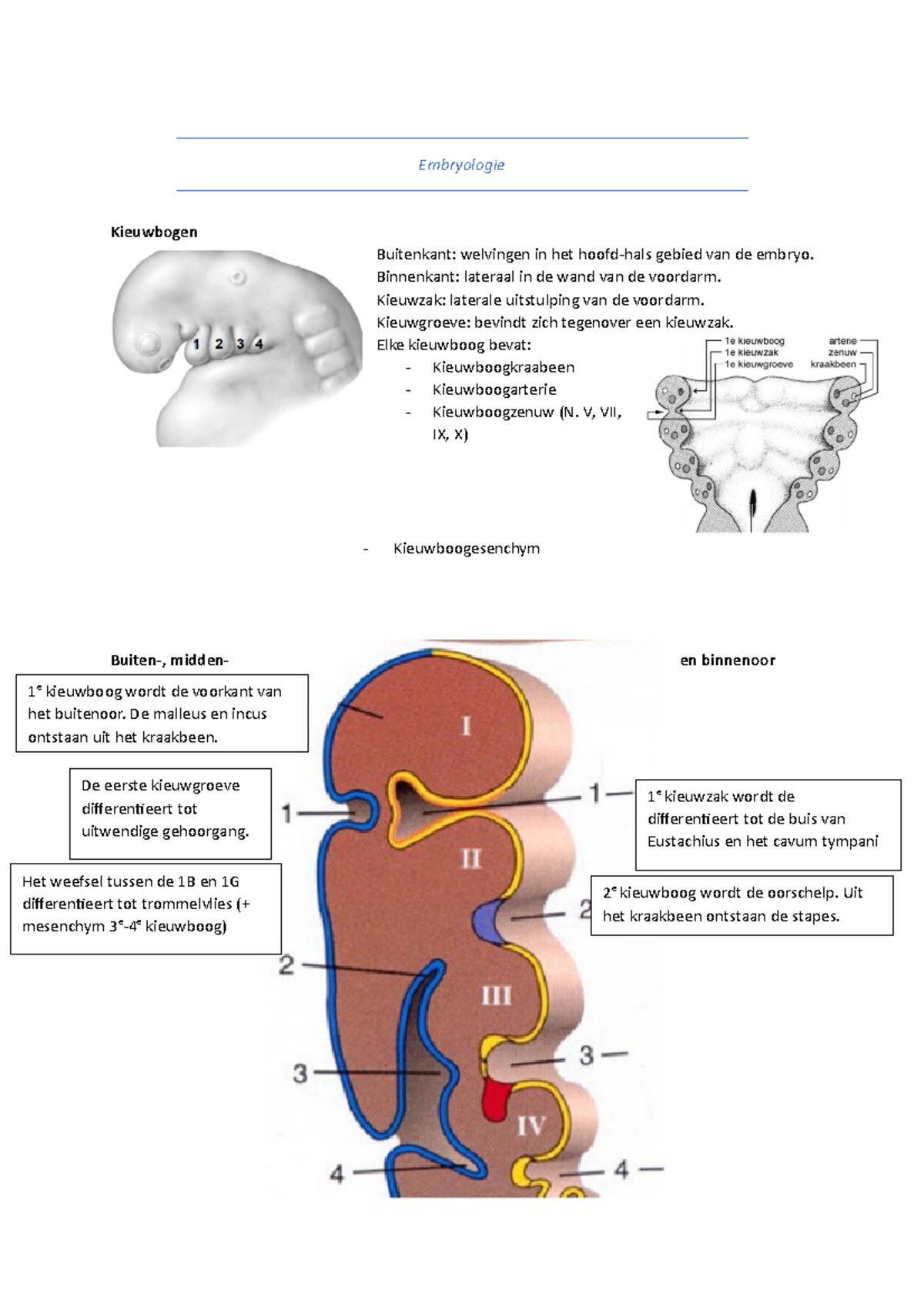 OOR - Uitgebreide samenvatting embryologie en anatomie van het oor ...