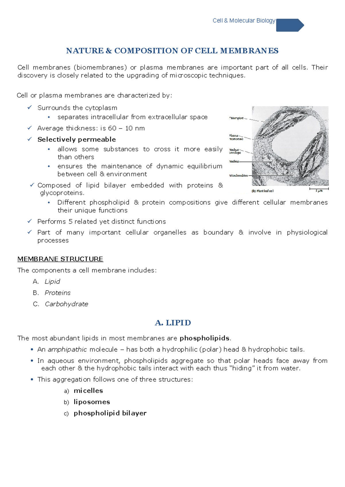 Cell Membranes & Cell Transport - 1 NATURE & COMPOSITION OF CELL ...