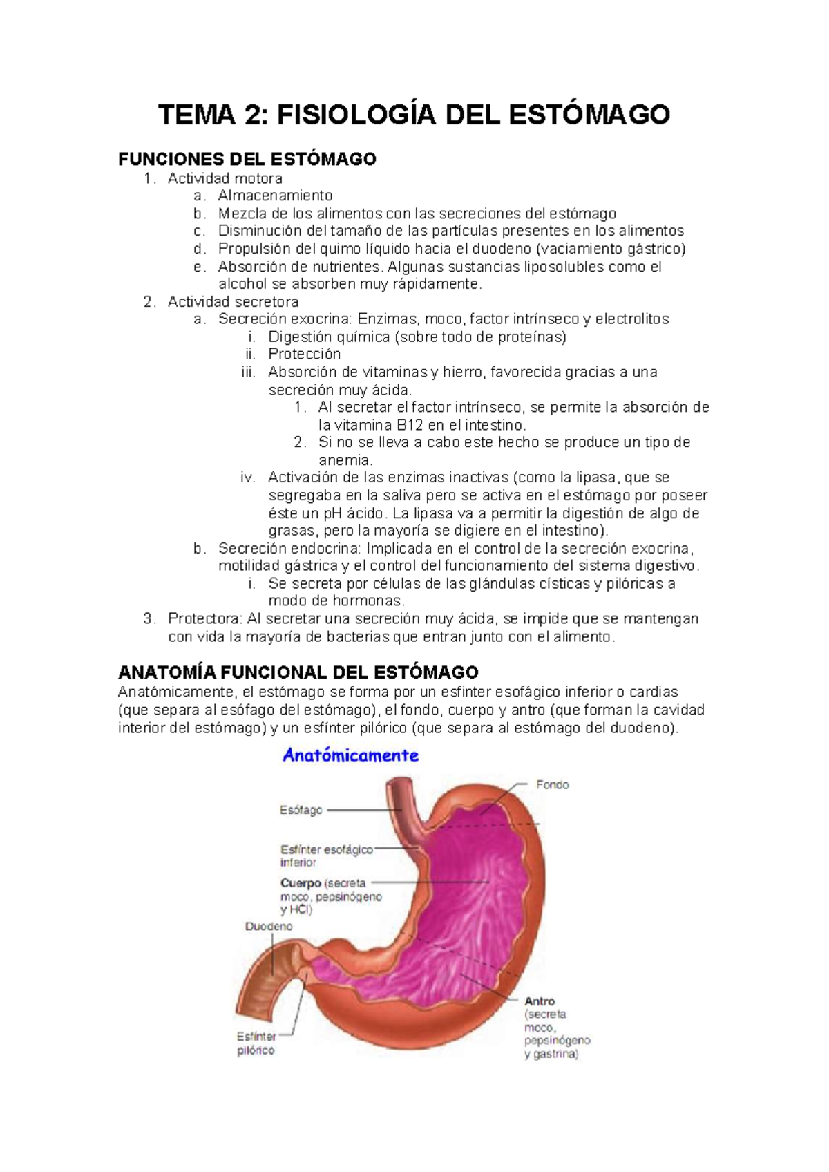 Esfinter Pilorico SOLUTION: SISTEMA DIGESTIVO Studypool