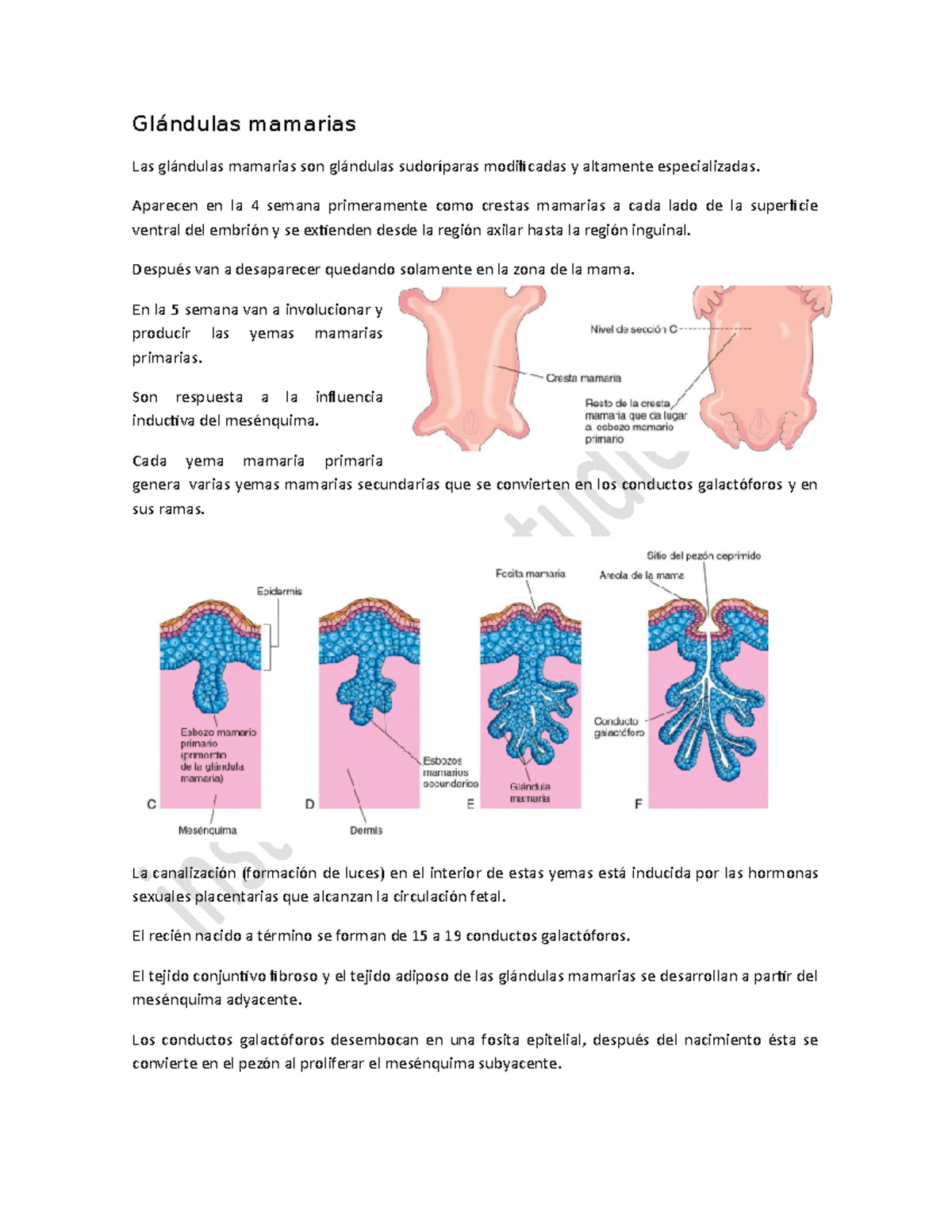 Comparativa entre Citotrofoblasto y Sincitiotrofoblasto en el Embrión ...