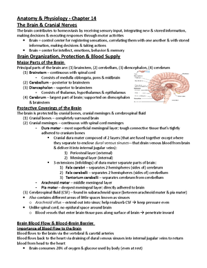 Chapter 14 The Brain and Cranial Nerves - Rostral – means toward the forehead in human anatomy i ...