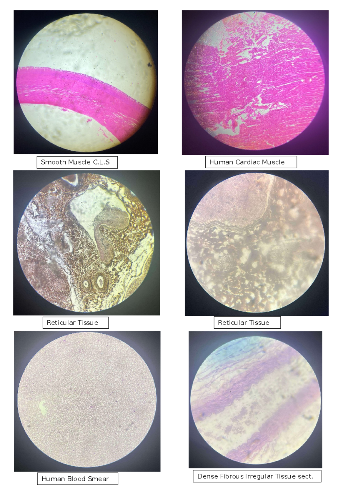 Anaphy LAB Specimen - Tissues Histology - Anatomy and Physiology ...