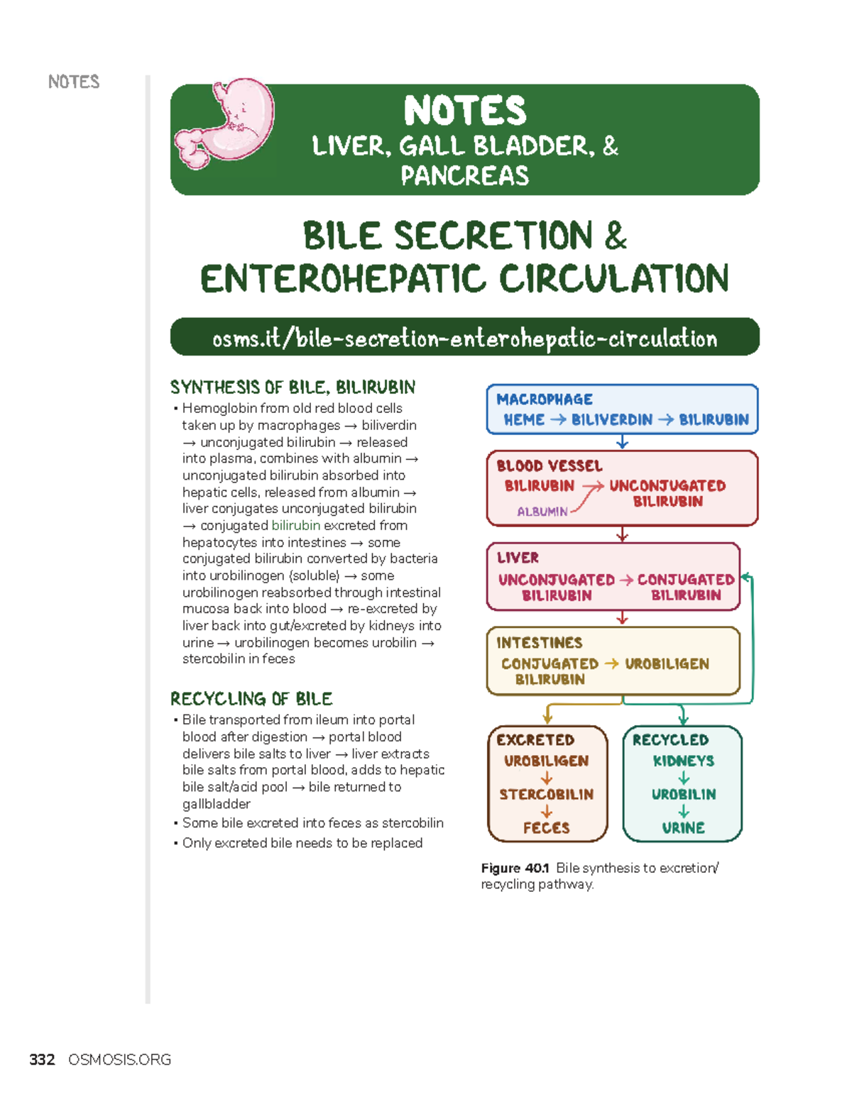 LIVER, GALLBLADDER, PANCREAS: PHYSIOLOGY & BILE SECRETION NOTES - Studocu
