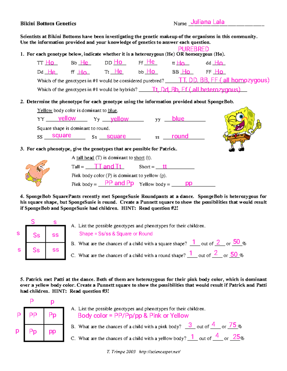 Biology 101: Spongebob Genetics Punnett Square Activities - Studocu